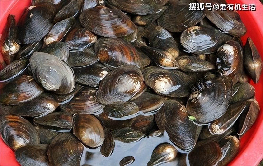 River mussel meat is fat and thick. Why is it difficult for Chinese ...