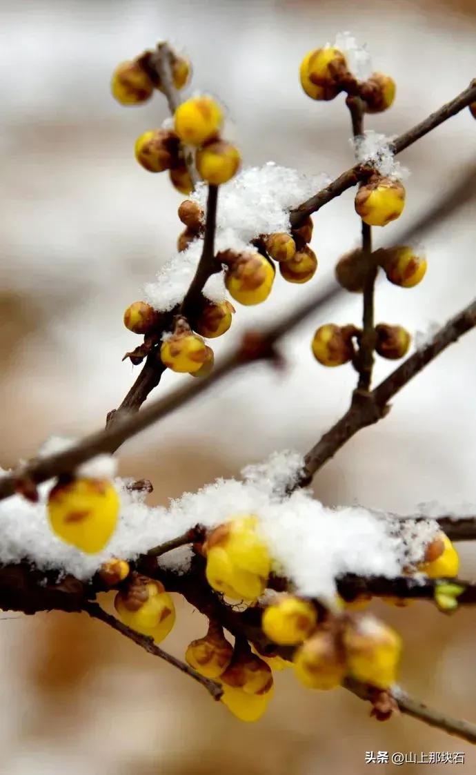 Ten Tong Poets 1 Original wintersweet blooms beautifully and brightly ...