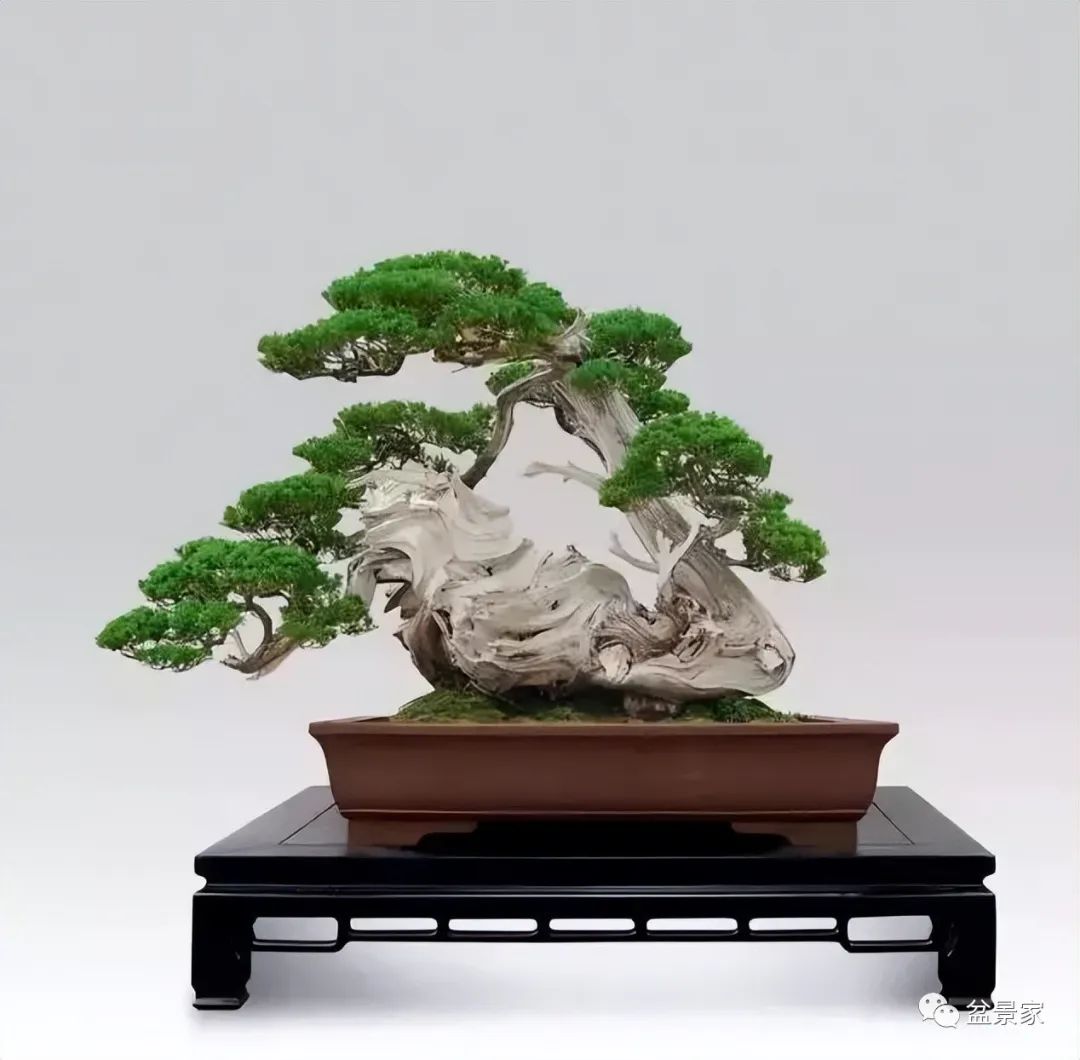 Both the bonsai and the master are "grinded", with many Chinese bonsai ...