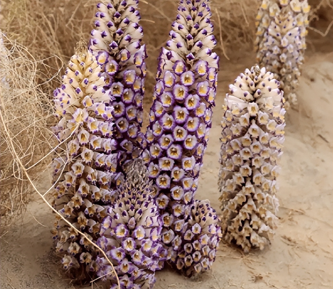 A parasitic plant covered with scales is known as "desert ginseng ...