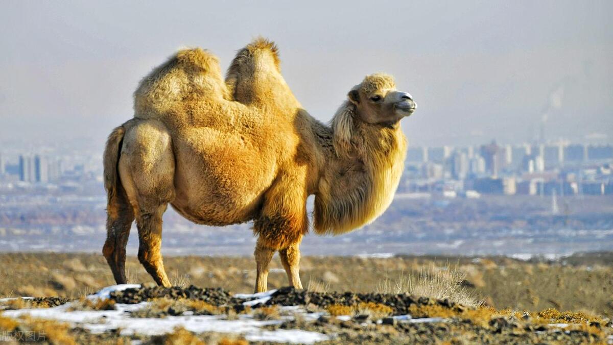What's special about camel milk compared to cow's milk - iNEWS