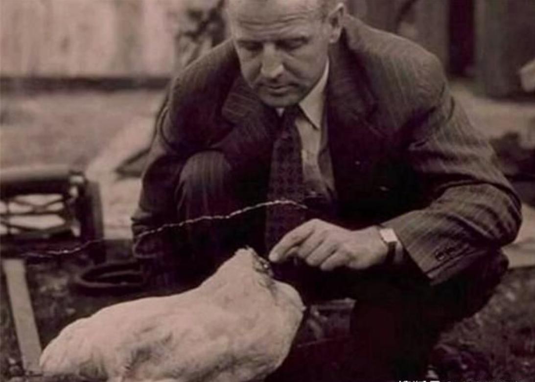 Headless Chicken: Beheaded and still live for 18 months, touring the ...