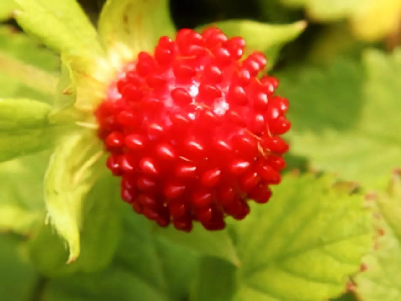 Snakeberry: A Fruit Full of Miracles - iMedia