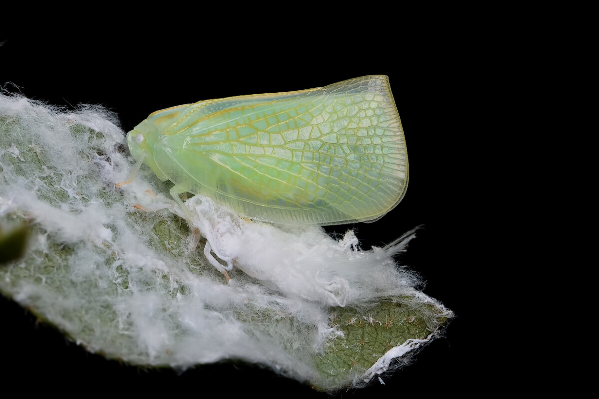 It is a precious and rare "Blue Moth Wax Cicada", if you don't take it ...