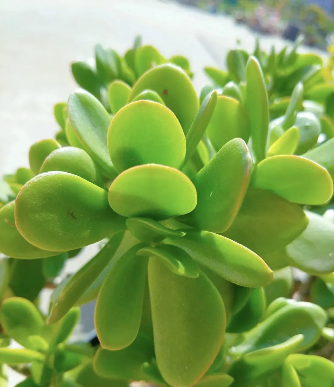 To raise yushu in summer, do 4 things well, and it will flourish all ...