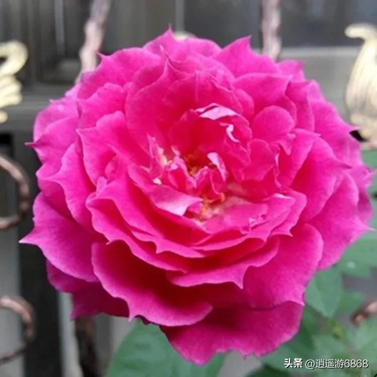 Beautiful Picture Sharing—Arabian Nights Rose Flowers - iMedia