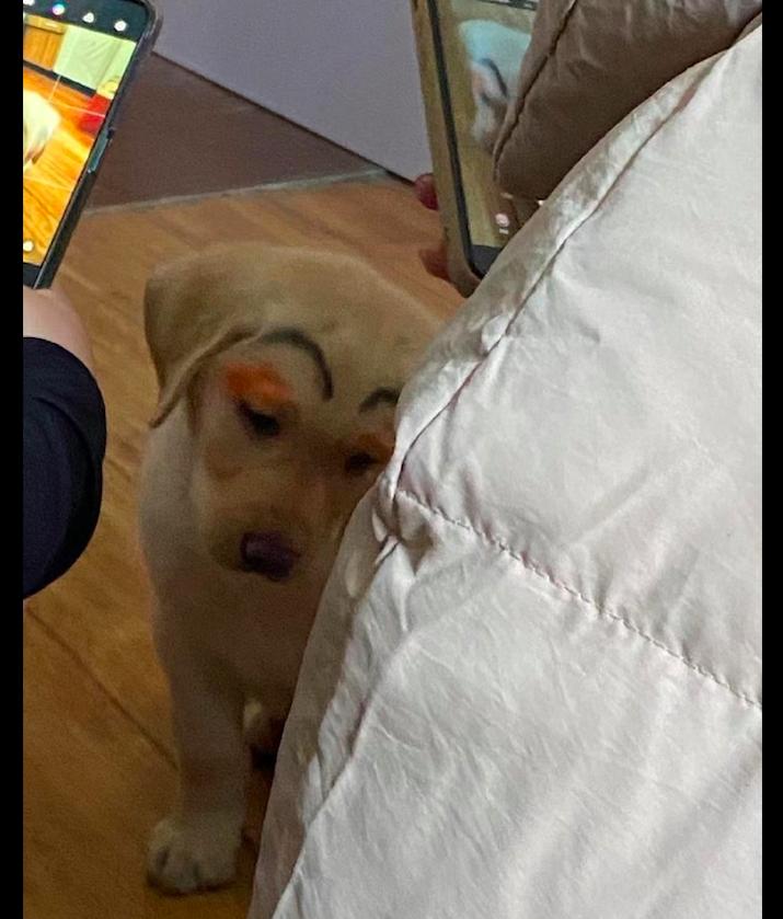 The owner put a makeup on the dog, forgive me for smiling unkindly, a ...