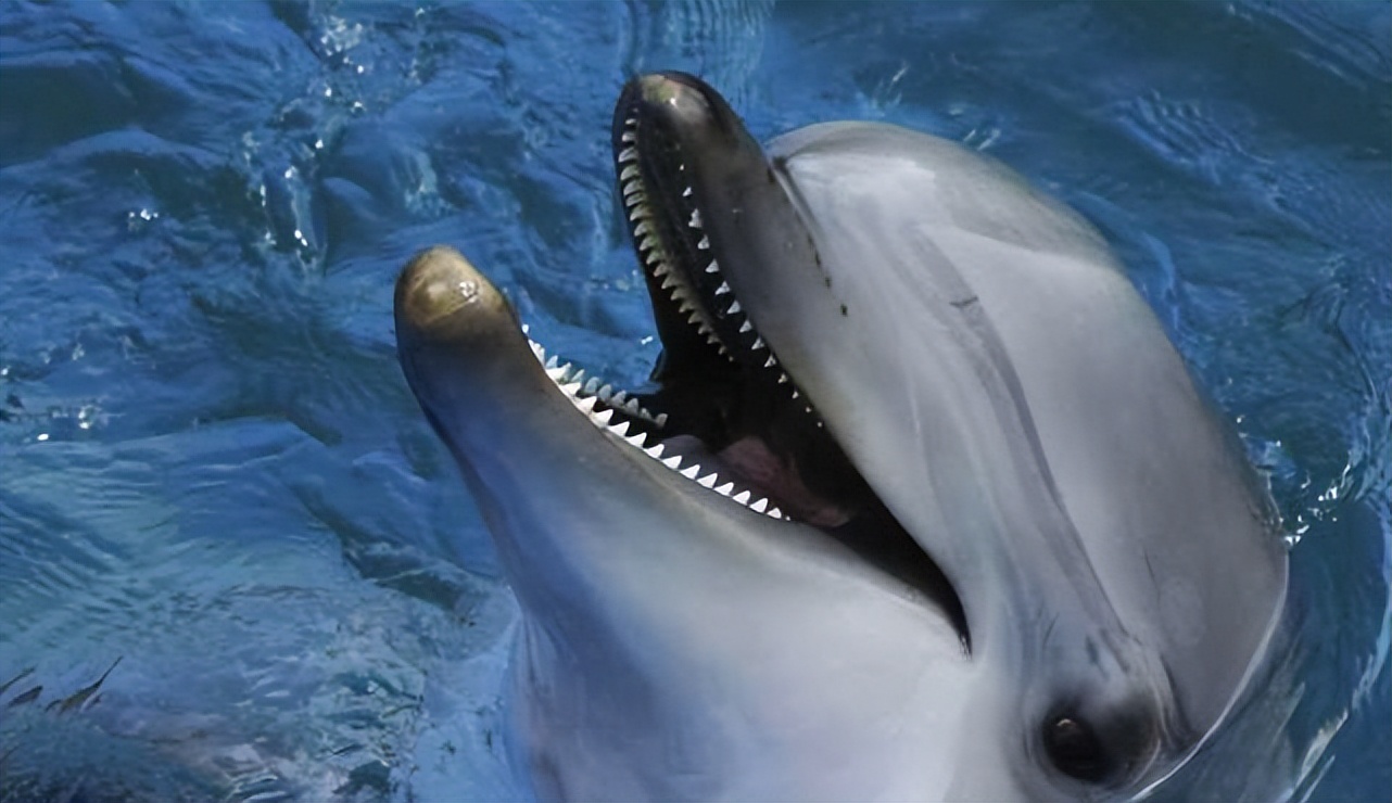 10 Animals with the Most Teeth on Earth - iNEWS