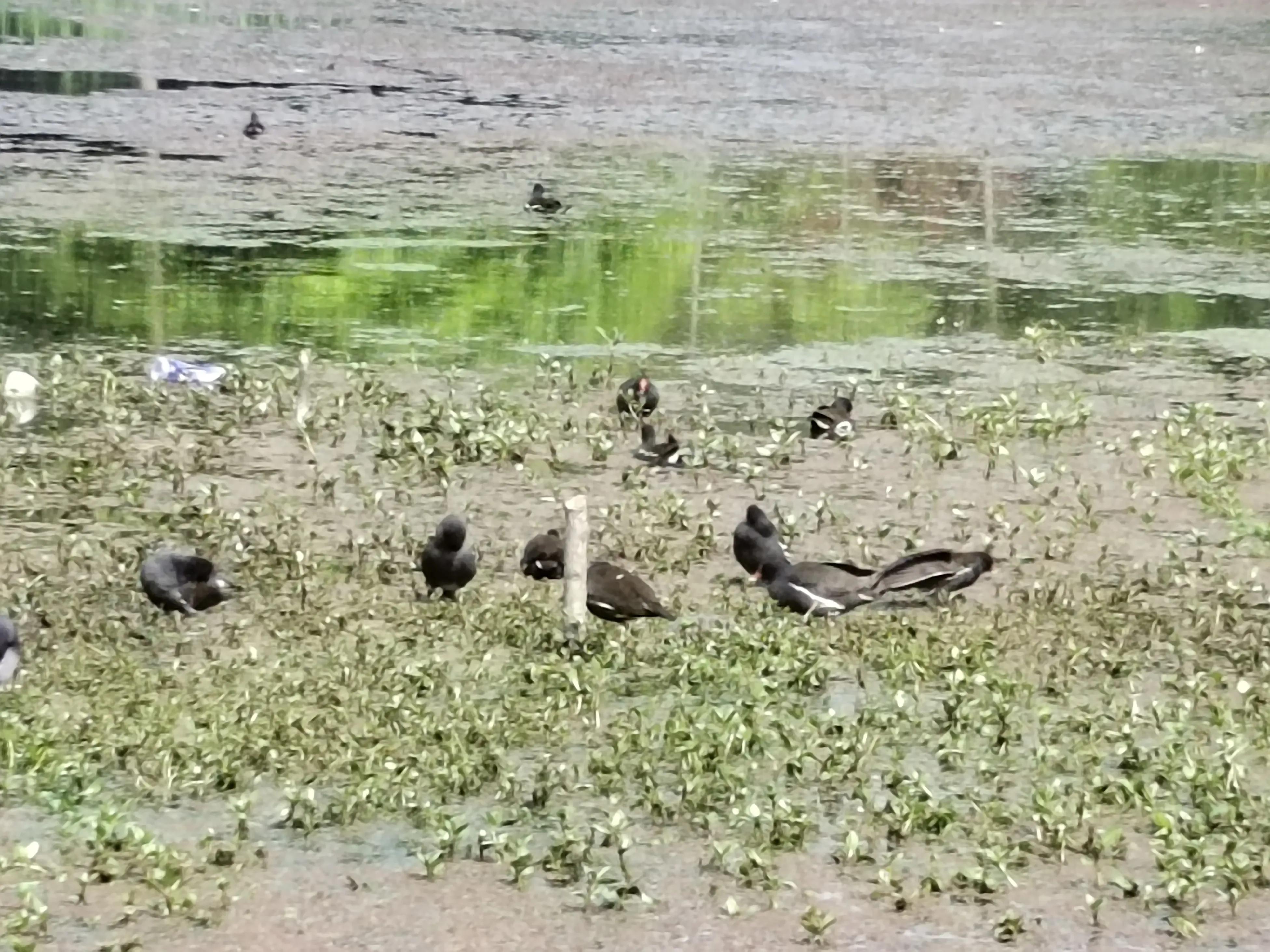 The water is full of milk ducks and the lotus leaves are turned over ...