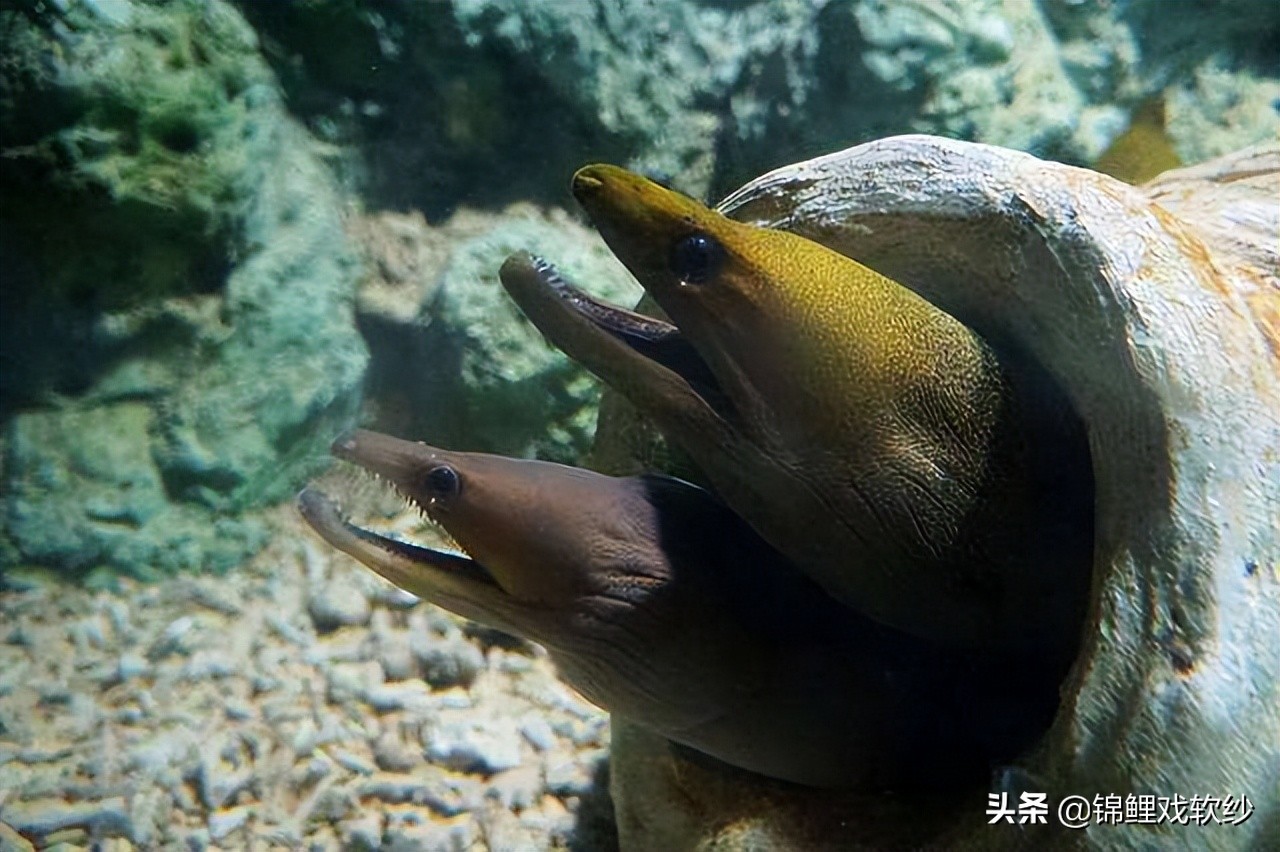 Popular science knowledge: Moray eel has two jaws? - iNEWS