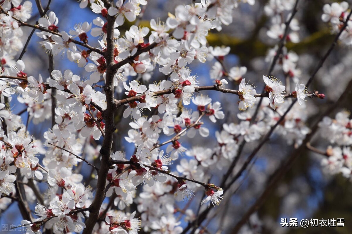Six beautiful poems about apricot blossoms in the Tang Dynasty - iNEWS