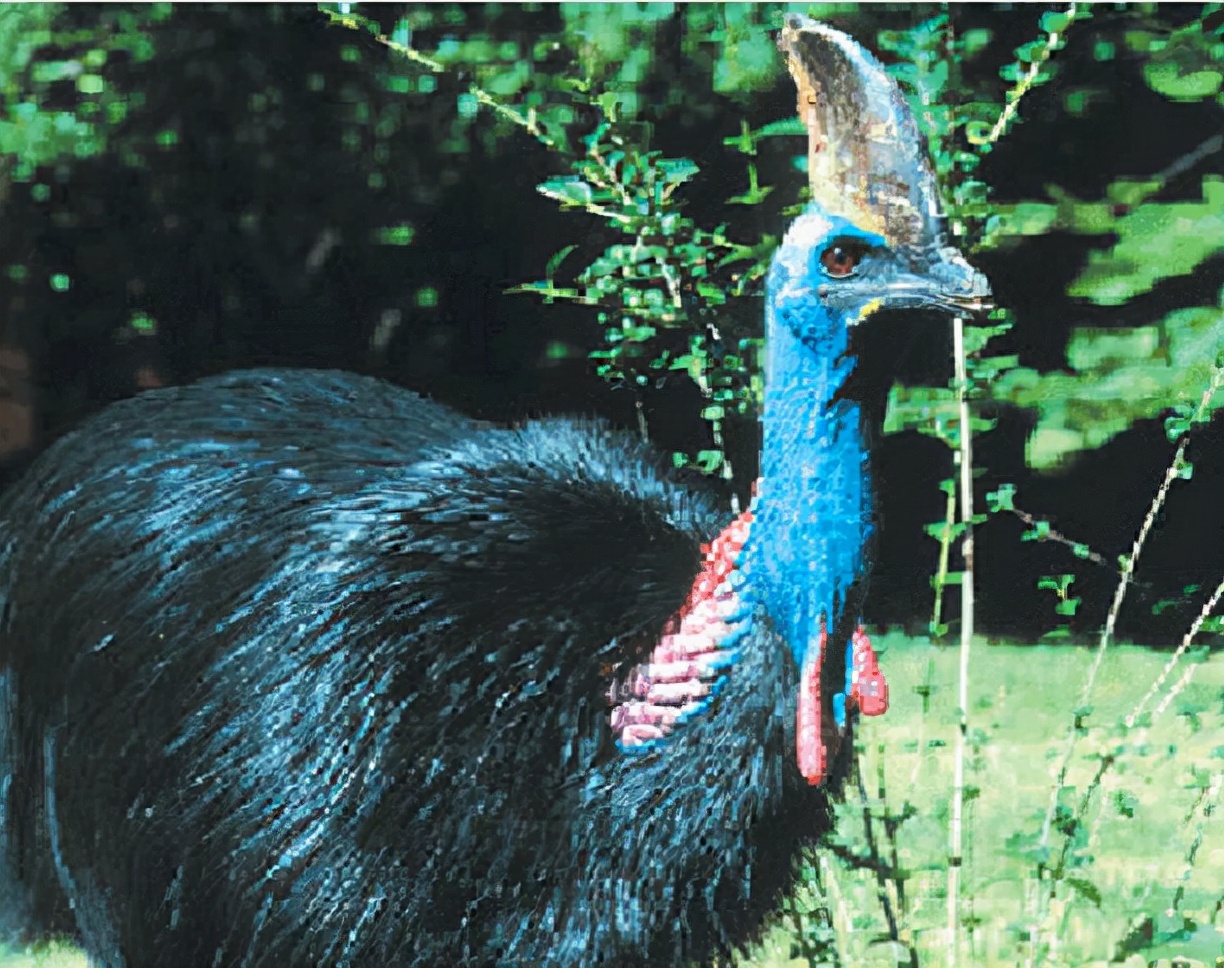 The most dangerous bird in the world, kicks the steel plate, how ...