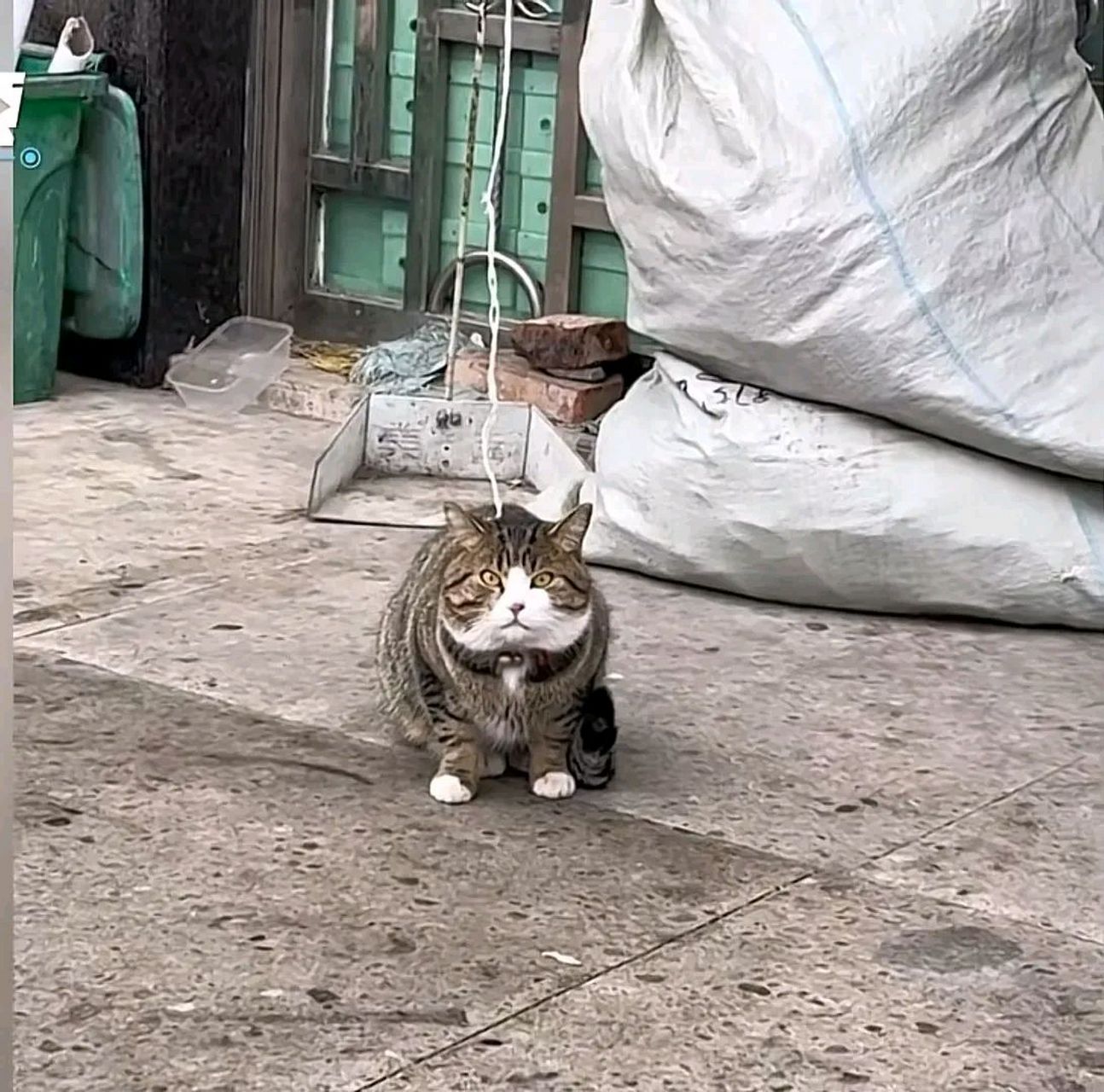 The most unprovoked animal in the countryside is a chained cat? How ...