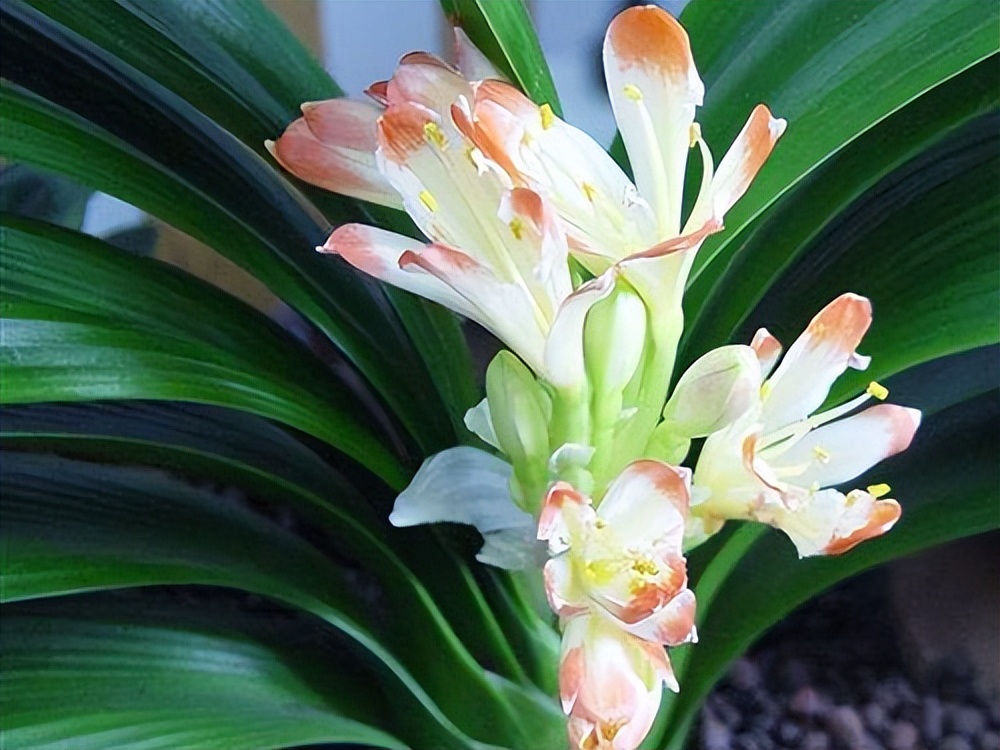Clivia flowering maintenance method - iMedia