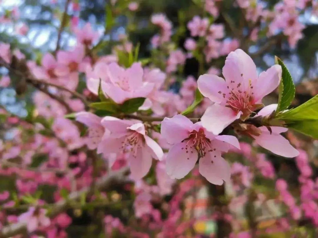 Poetry Flying Flower Order: March - iNEWS