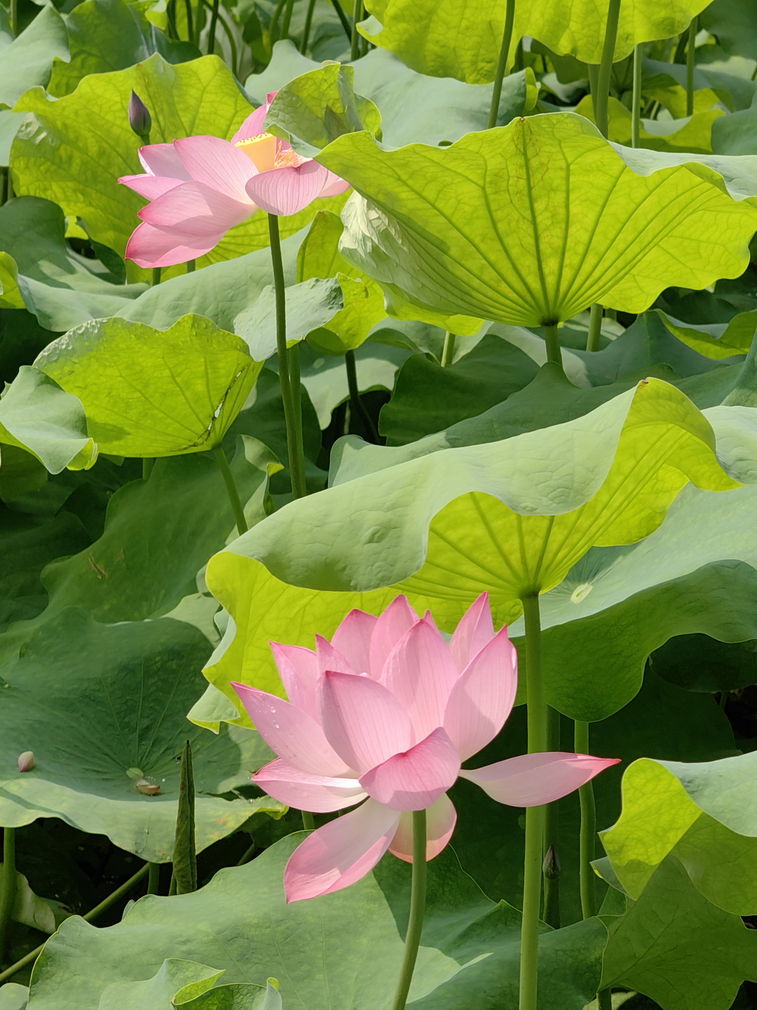 Discover the beauty of Guilin: the lotus blooms, the beginning of ...