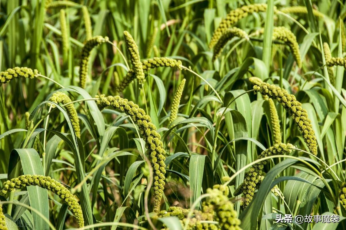 Millet Culture: Hardworking, Simple, Many Children, Many Blessings - iMedia