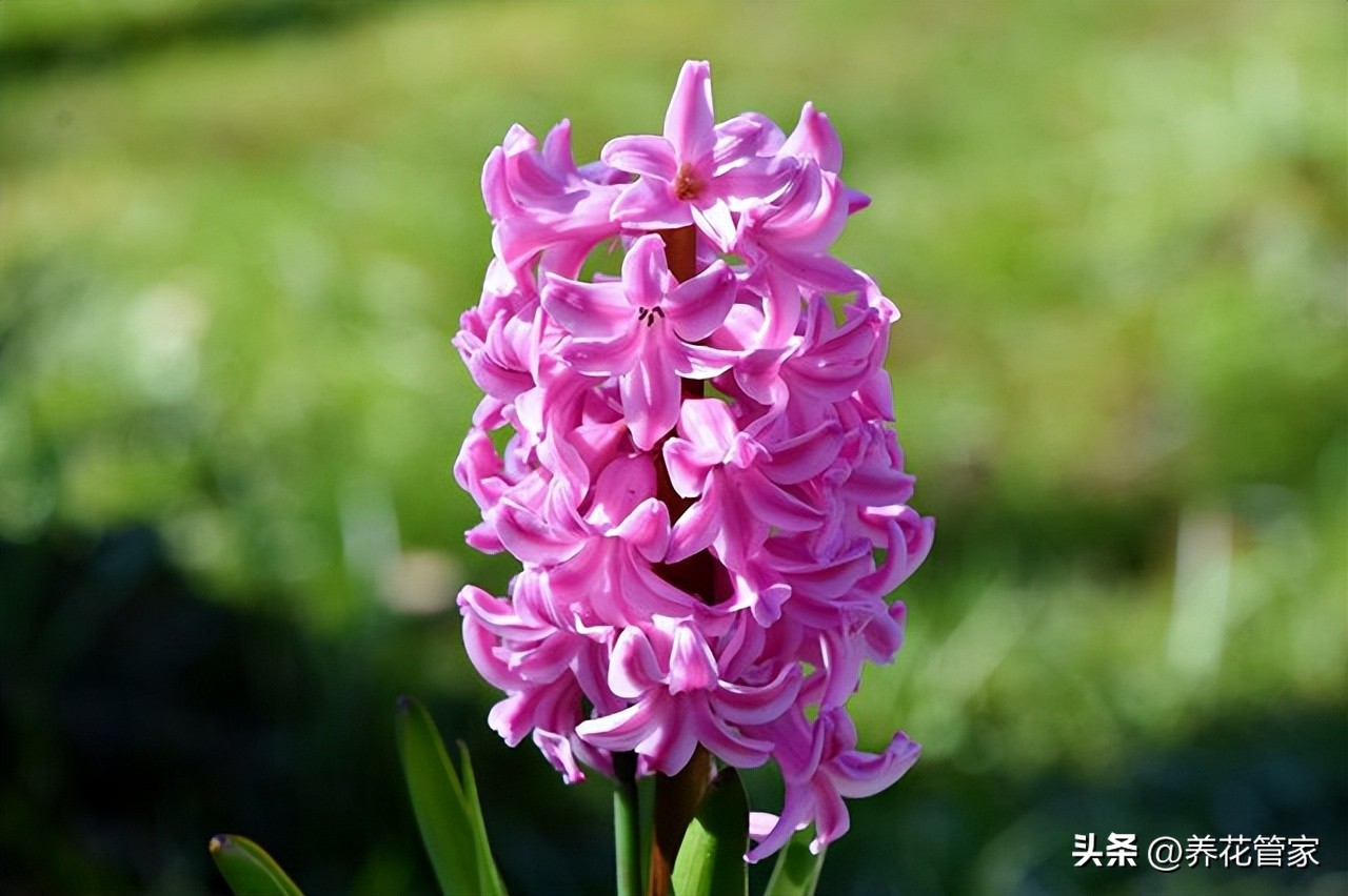 Are hyacinths poisonous?What types of hyacinths are there? - iNEWS