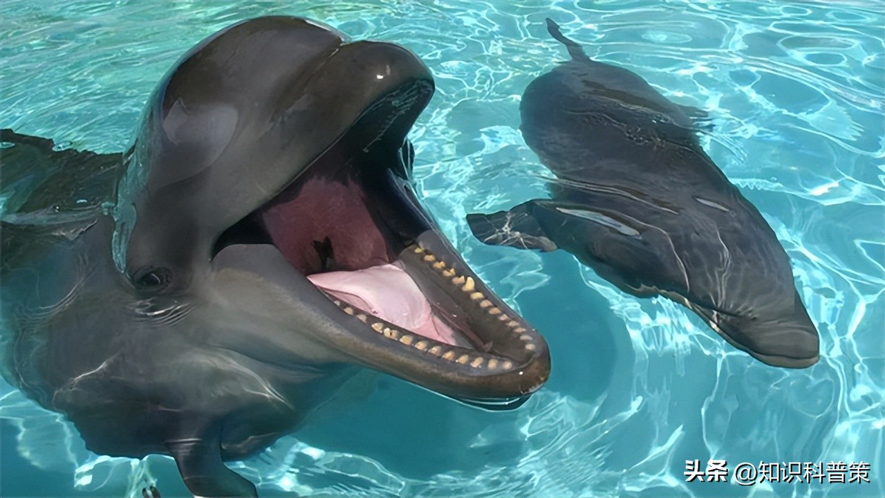 10 Real Animal Hybrids That Existed - iMedia