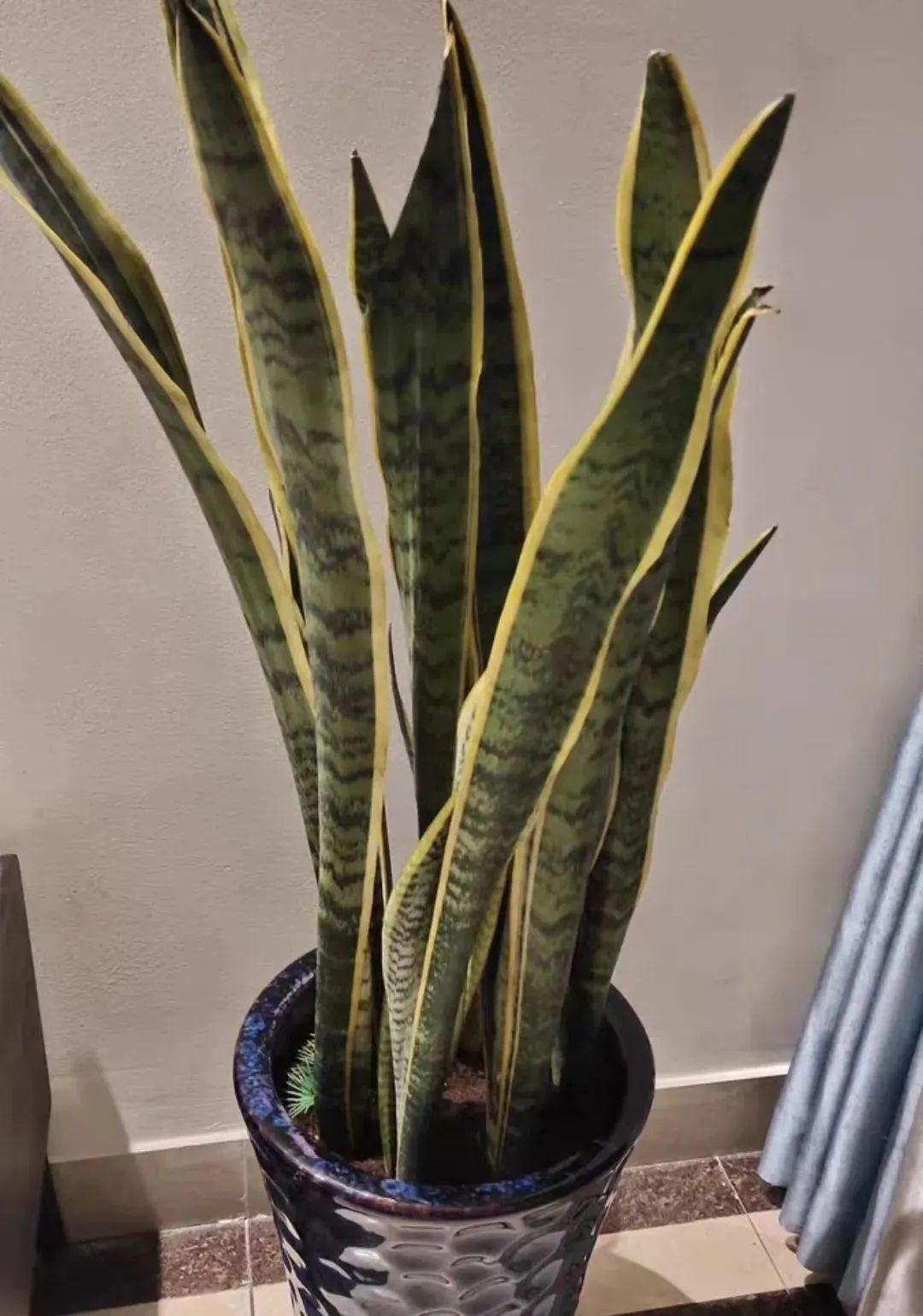 Add some material to the pot of tiger pipien, and the buds are squeezed ...