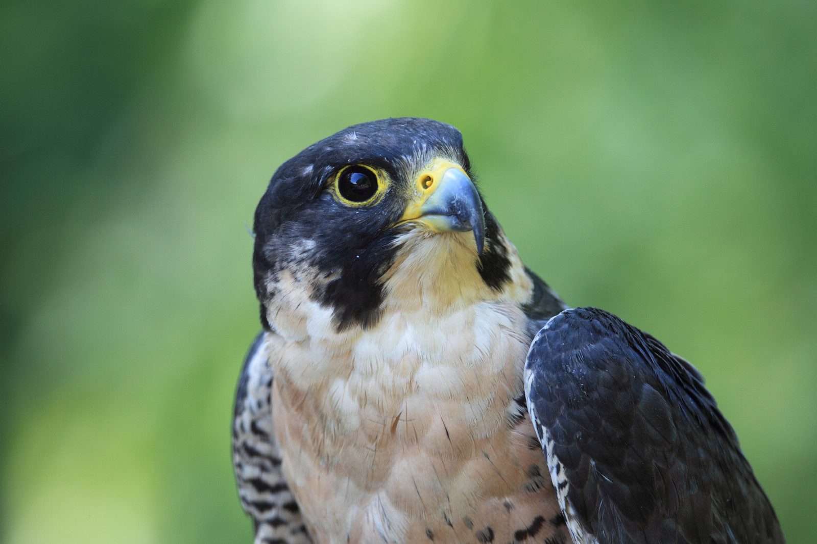 Behavioral characteristics and adaptability of peregrine falcons in the ...