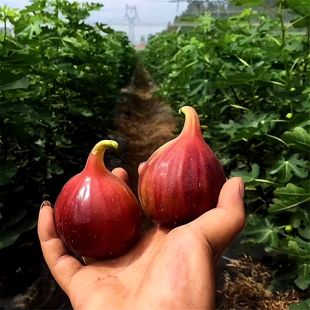 After living for more than 30 years, I now know that "figs" still have ...