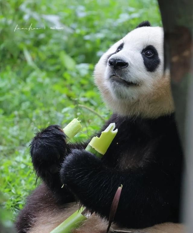 Fubao is also very good - iNEWS