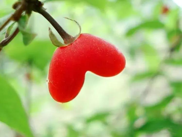 Wonderful Fruit Awards - iNEWS