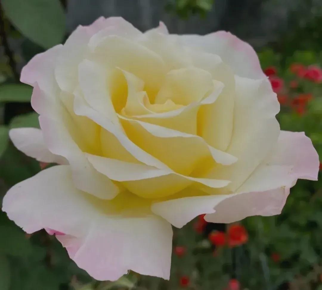 The most beautiful rose - iNEWS