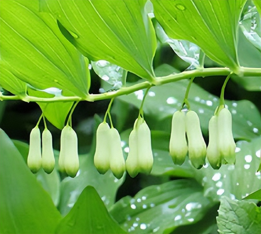 Have you ever been to Mount Tai? Have you ever tasted this Huangjing ...