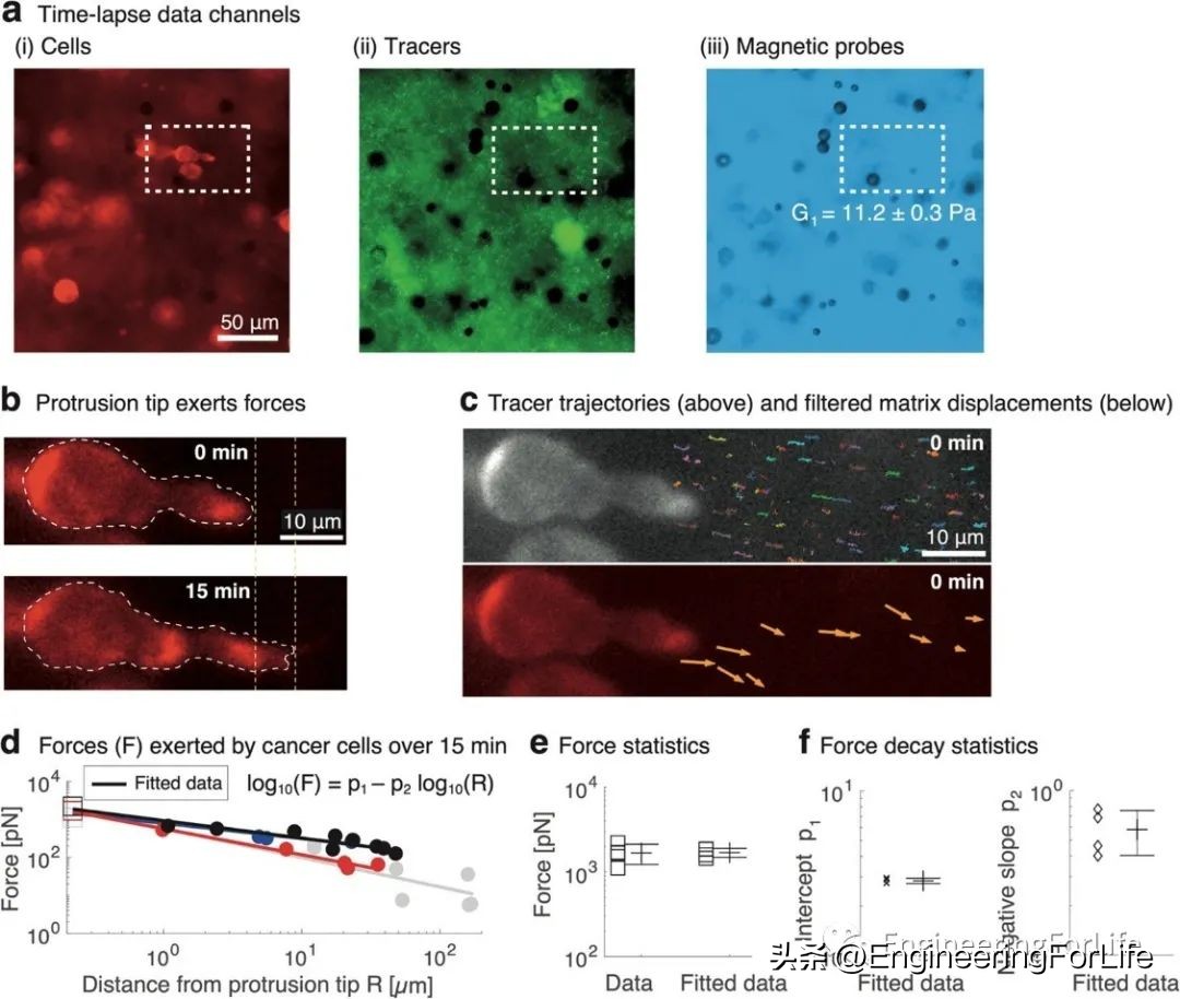 Combined nanoscale tracking and cellular-level microrheology reveals ...