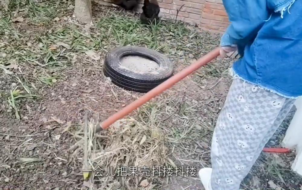 Zheng Kai's wife raises chickens in a mansion in Shanghai!Carrying a ...