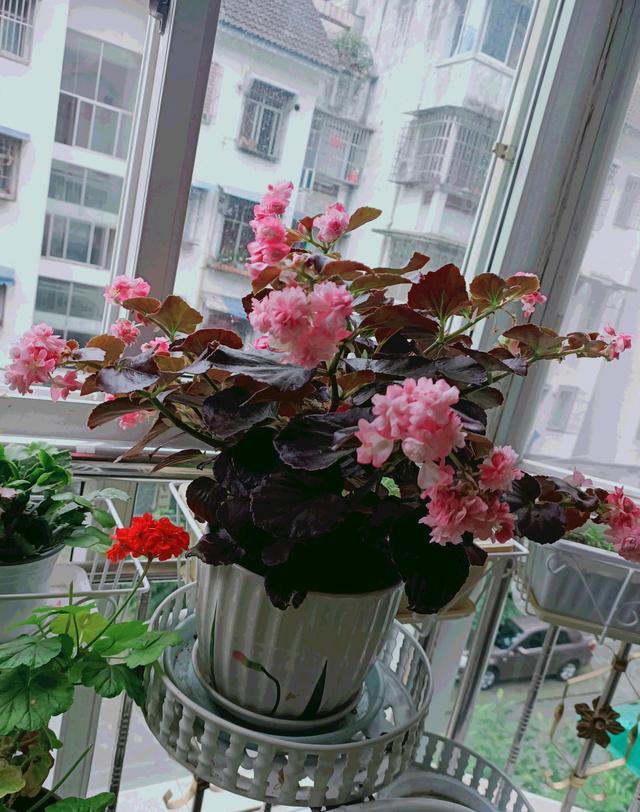 10 kinds of foreign-style flowers, which are afraid of the sun by ...