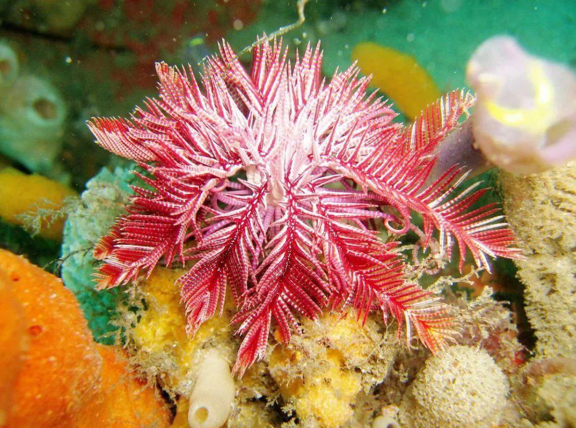 Fantastic beauty of crinoids - iNEWS