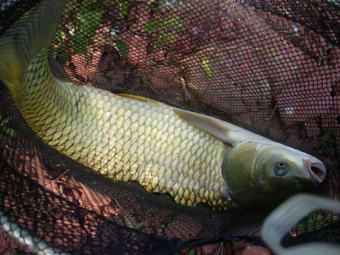 The big fish is piling, don't pull hard, with these 3 tricks, you can ...