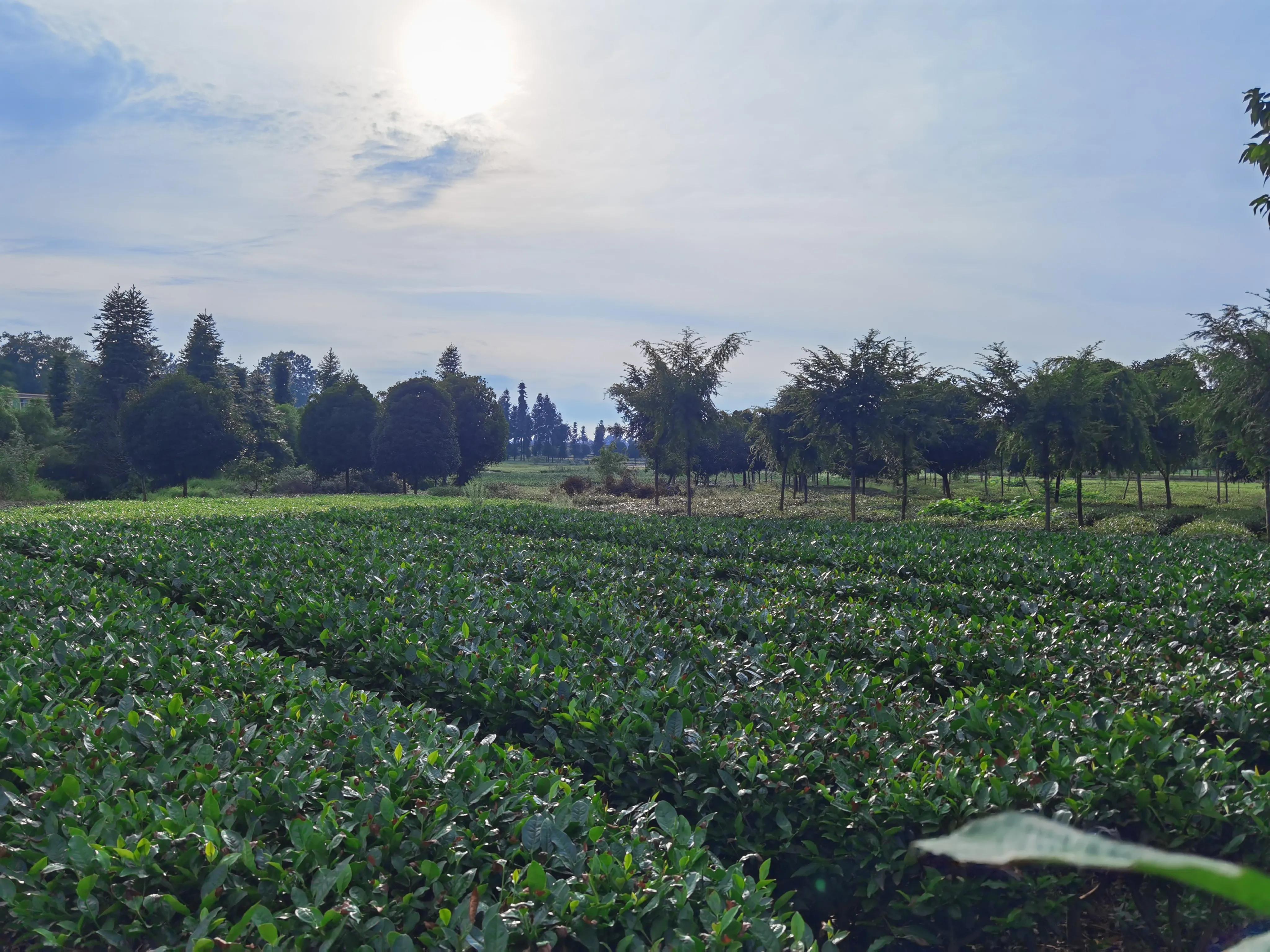 Take a look at my Yuan family - iNEWS