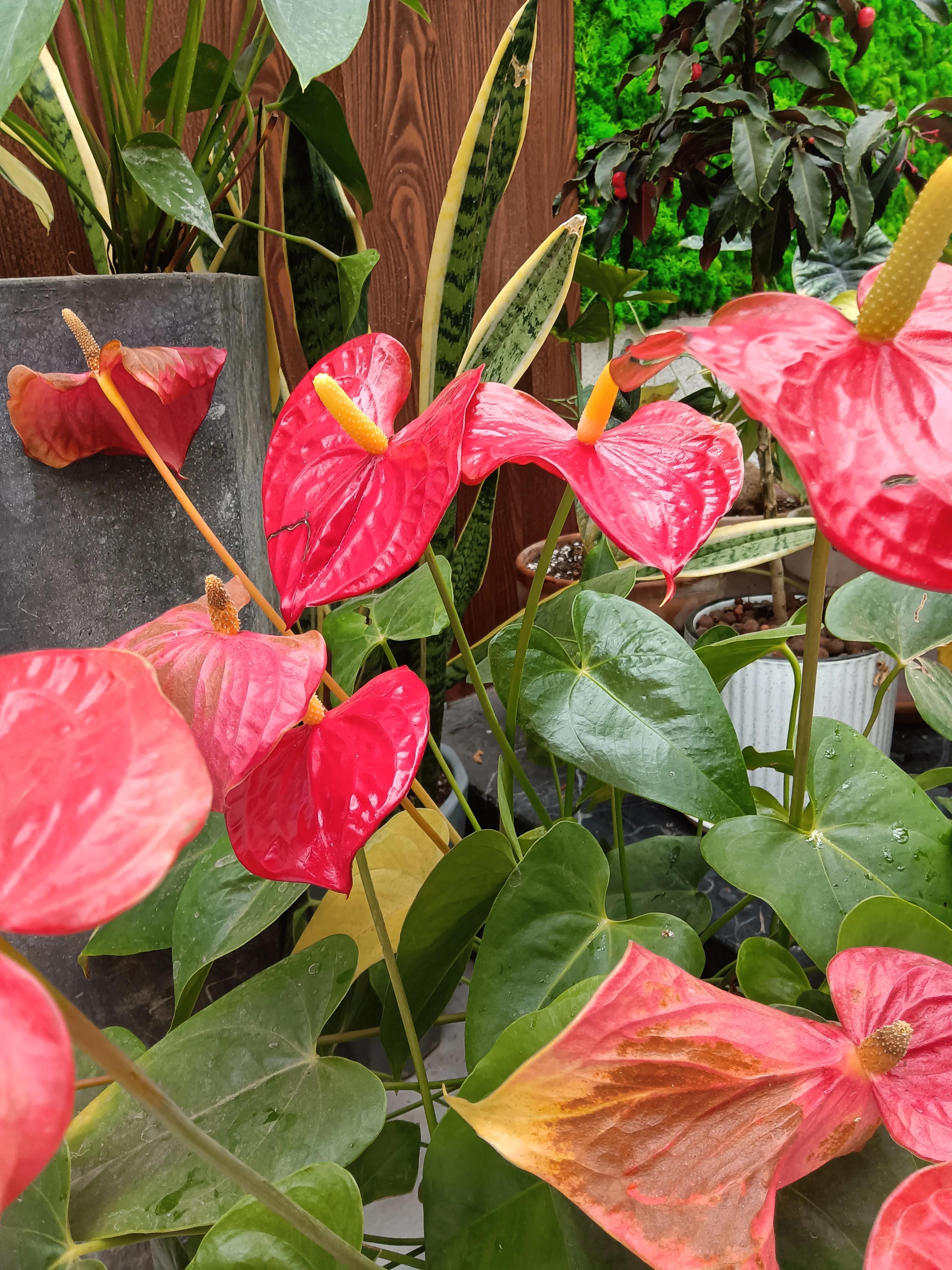 [Hanlin National Quintessence Poetry Society] National Quintessence ...