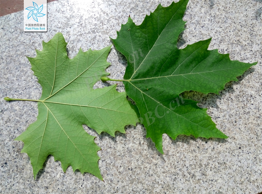 Lament: Everyone knows about the French plane tree, but few people know ...