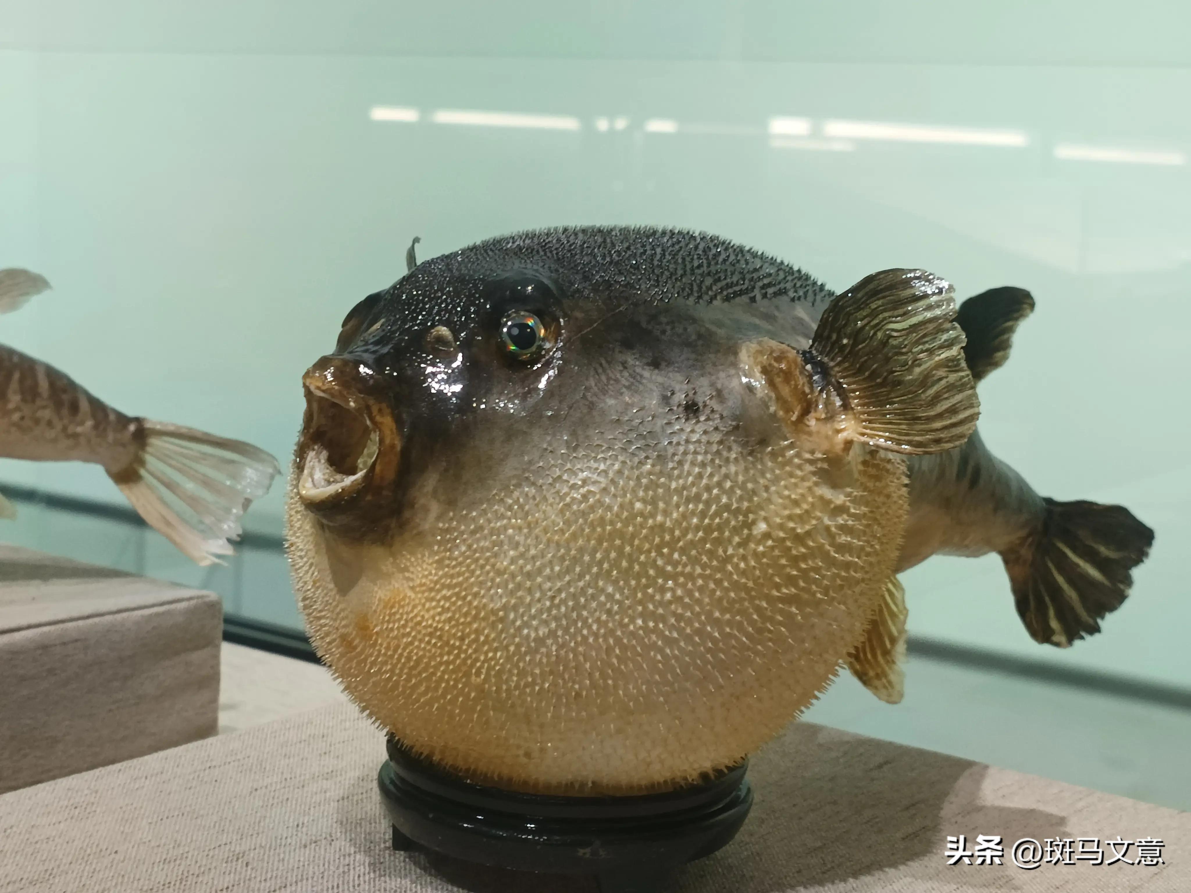 Eat puffer fish desperately, eat out culture, eat out intangible ...