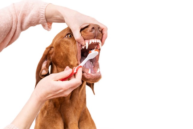It turns out that dogs can get tooth decay too! Dog teeth also need to ...