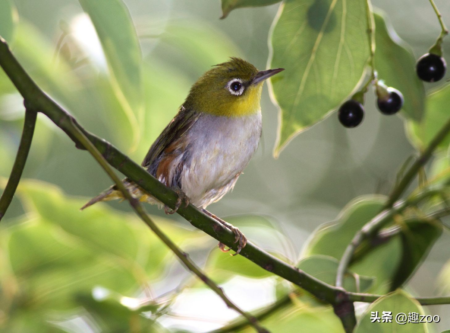 How many of China's top ten famous birds can you recognize? - iMedia