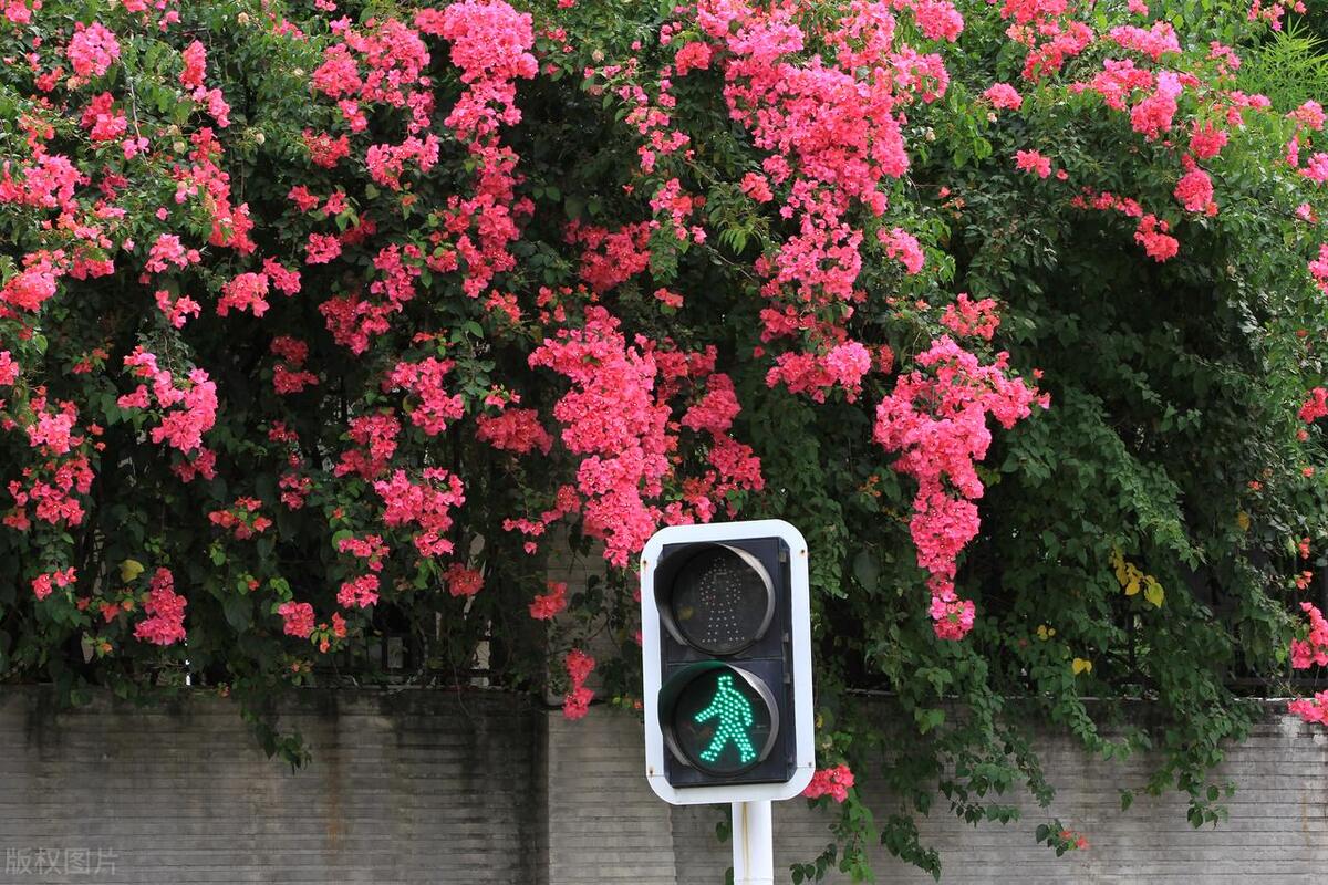 Bougainvillea flowering machine in summer, 10 pots are not too much ...
