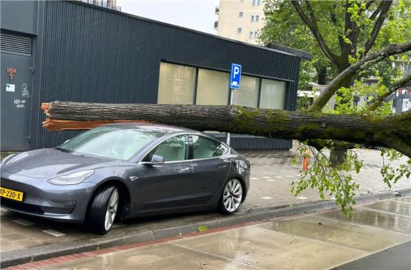 The roof of the Tesla Model 3 was hit by a thick tree and the result ...