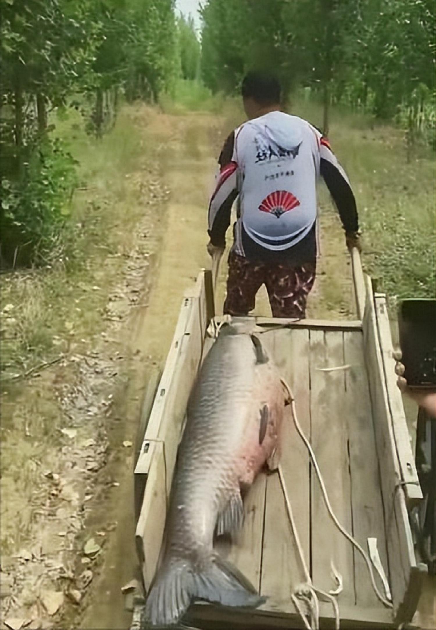 The Yellow River reproduces the spectacle of "flowing fish". The big ...