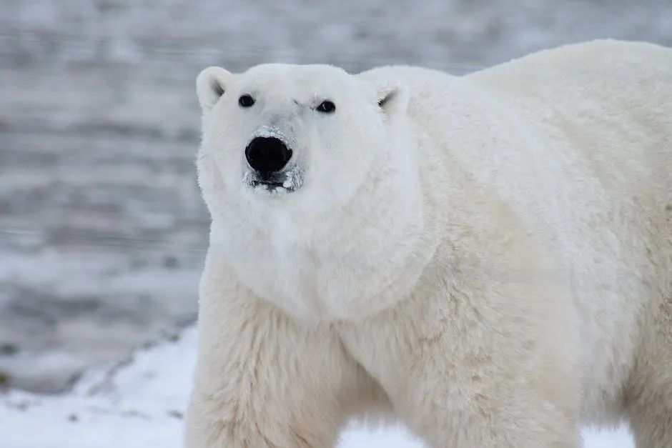 Are all polar bears left-handed? Surprising truths you don't know - iNEWS