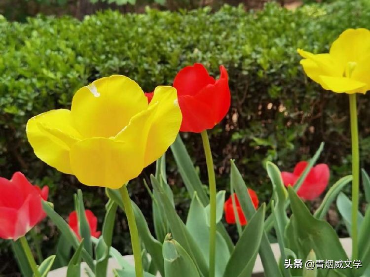 Seven Wonders to Appreciate Spring (External Eight Poems) - iNEWS