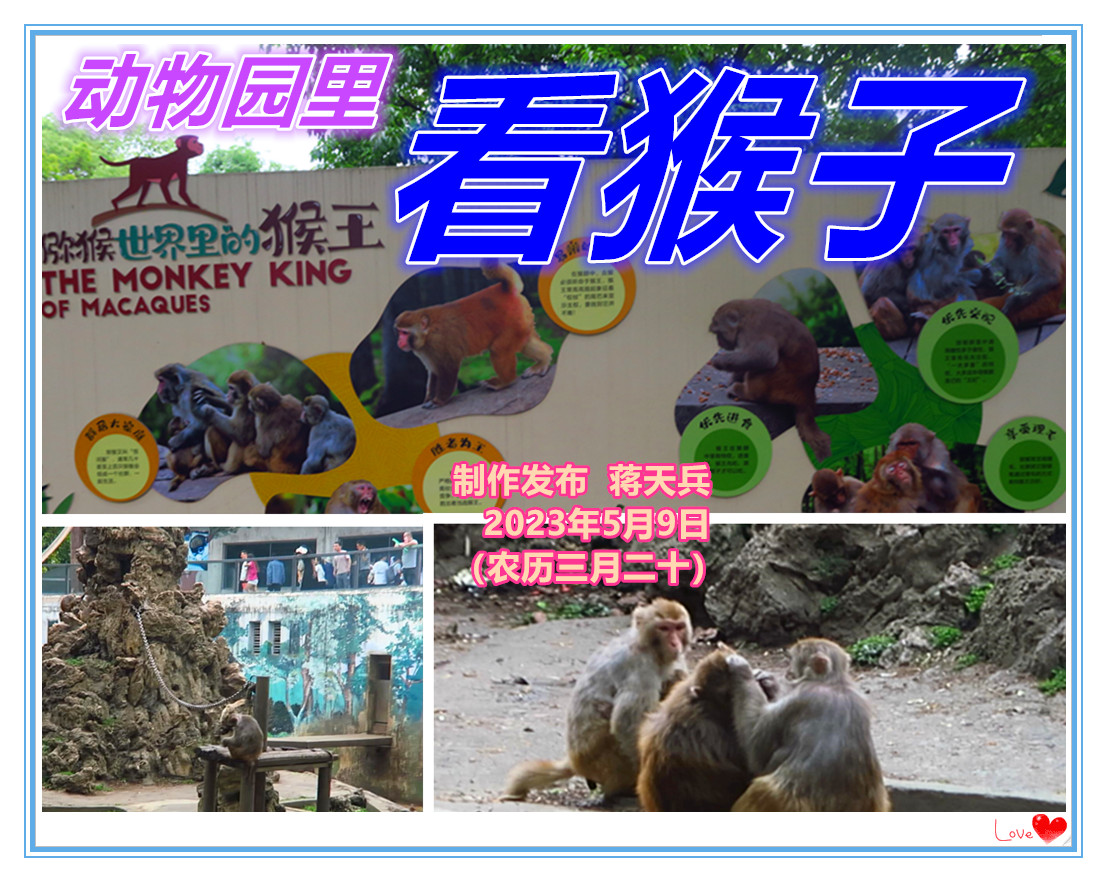Watching monkeys in the zoo - iNEWS