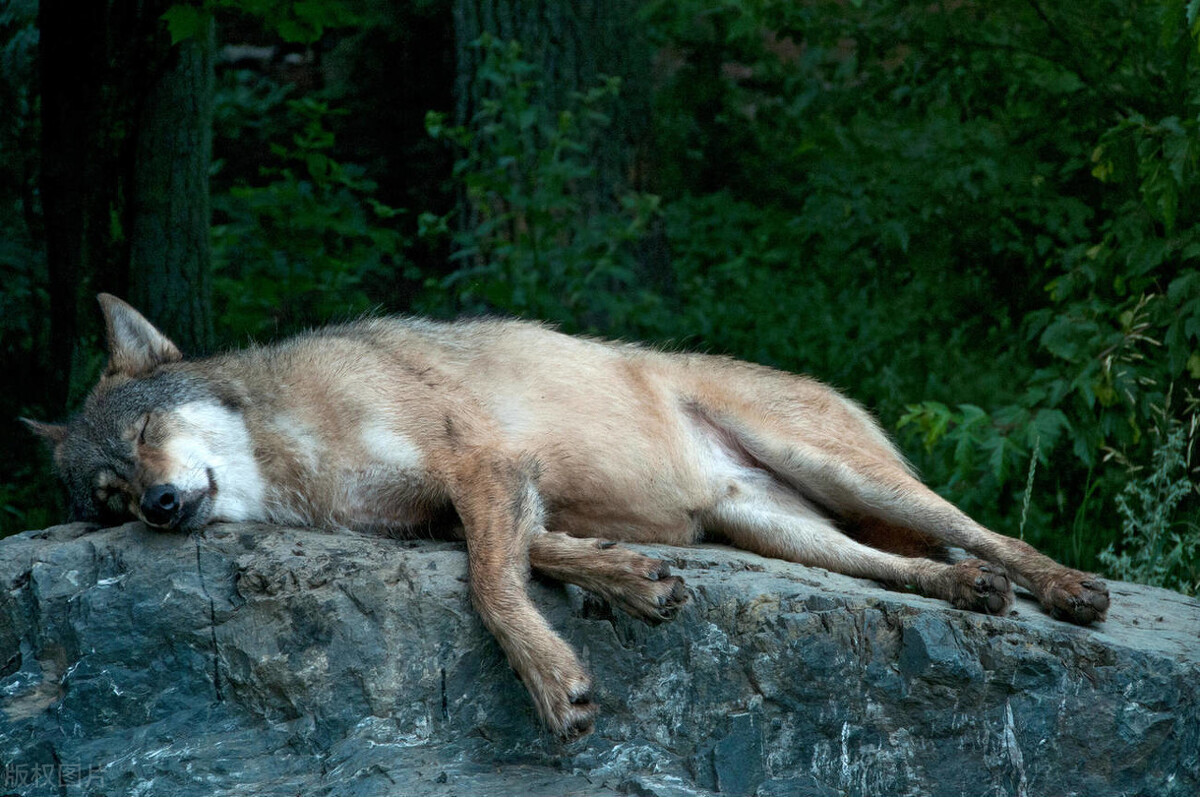 The injured wolf was rescued by a couple, fell in love with the family ...