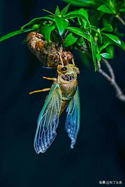 Fourteen Cicada Poems by Teachers and Students - iNEWS