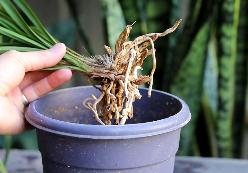 Orchids "rotten roots when watered too much"? How many novice flower ...